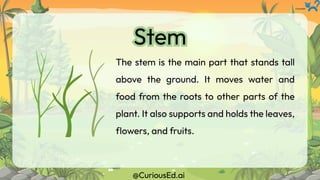 Parts of a Plant and Their Functions Explained | PDF