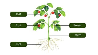 Parts of A Plant Educational Presentation (1).pptx