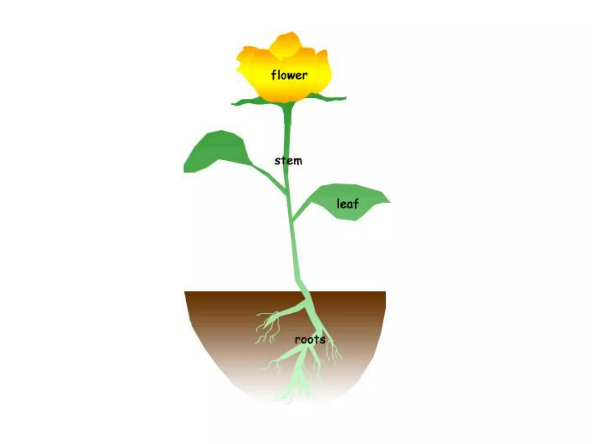 Parts of a plant good example | PPTX