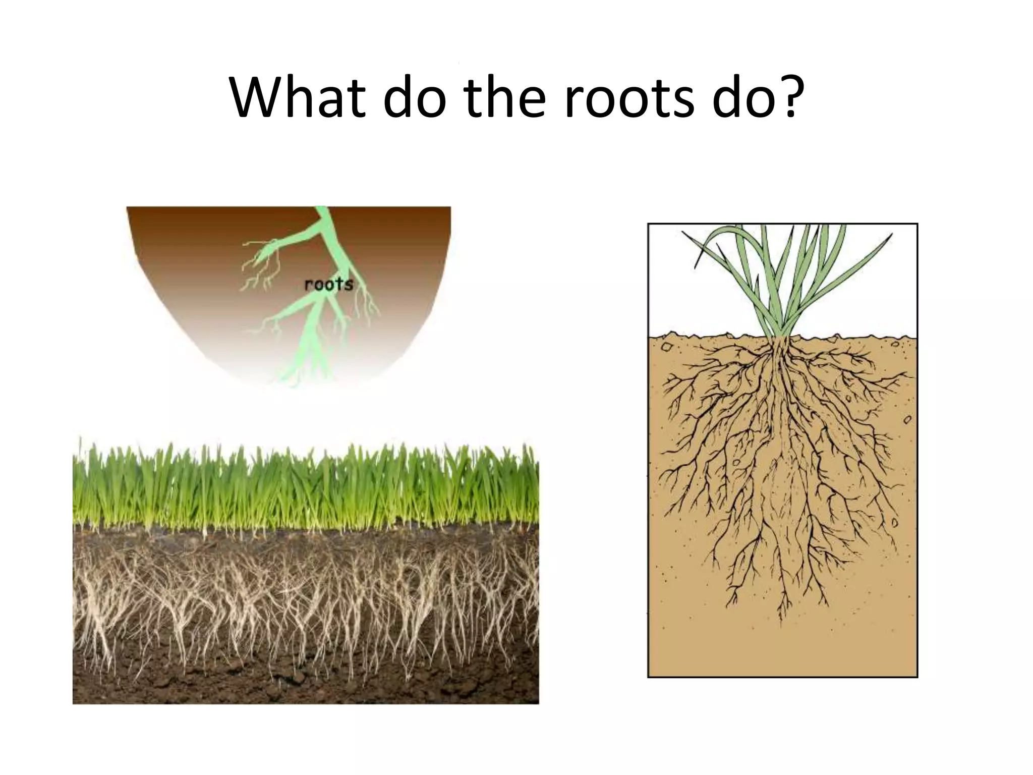 Parts of a plant good example | PPTX
