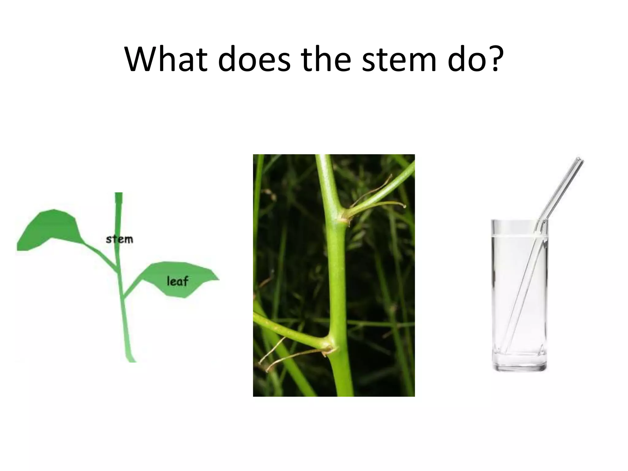 Parts of a plant good example | PPTX