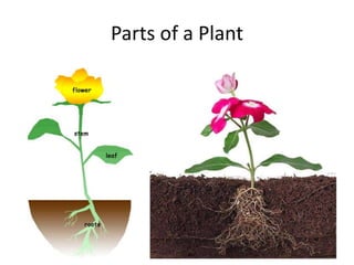 Parts of a plant good example | PPTX
