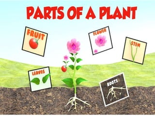 PartsofaPlantPowerPoint-1.pptx