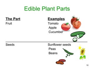 Parts of a plant ppt | PPT