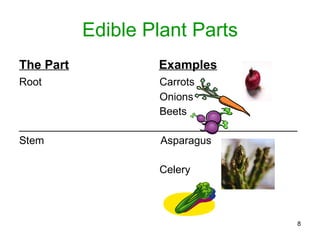 Parts of a plant ppt | PPT