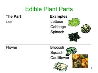 Parts of a plant ppt | PPT