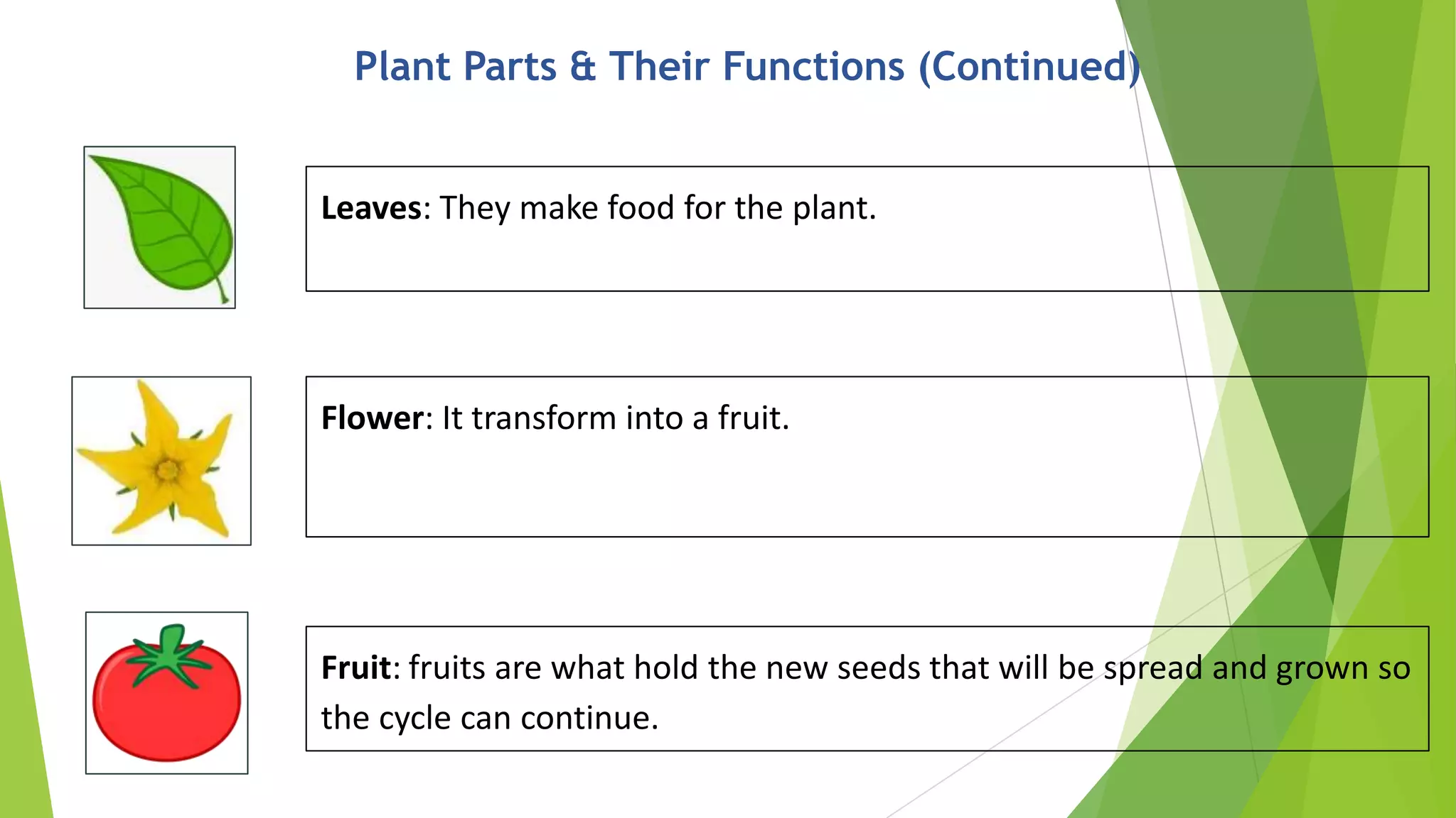 Parts of a plant ppt | PPT