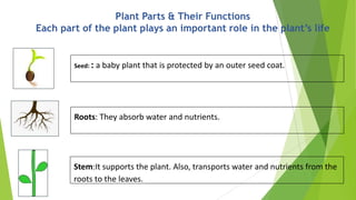 Parts of a plant ppt | PPT