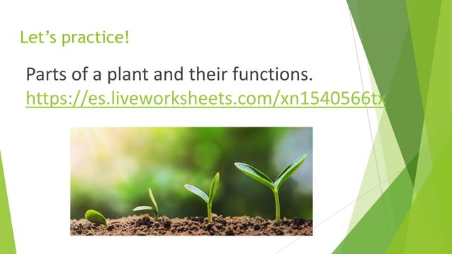 Parts of a plant ppt
