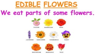 parts of a plant ppt.pptx