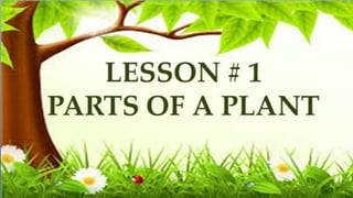 parts of a plant ppt.pptx