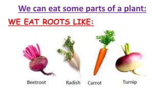 parts of a plant ppt.pptx