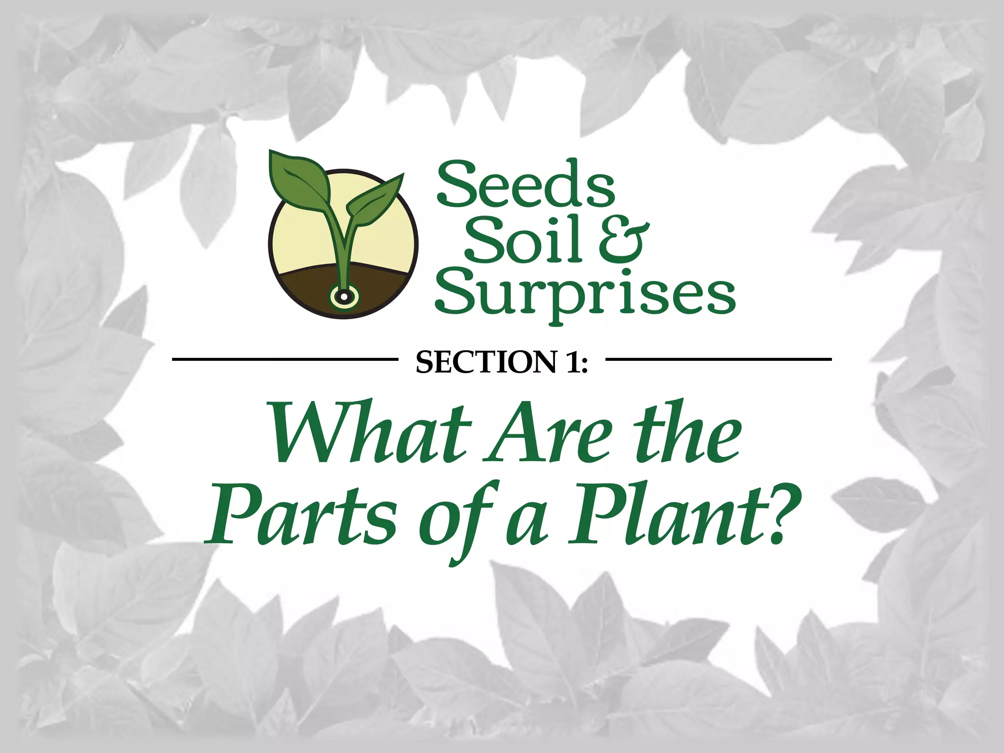 What Are the Parts of a Plant? | PDF