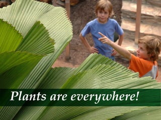 What Are the Parts of a Plant? | PPT