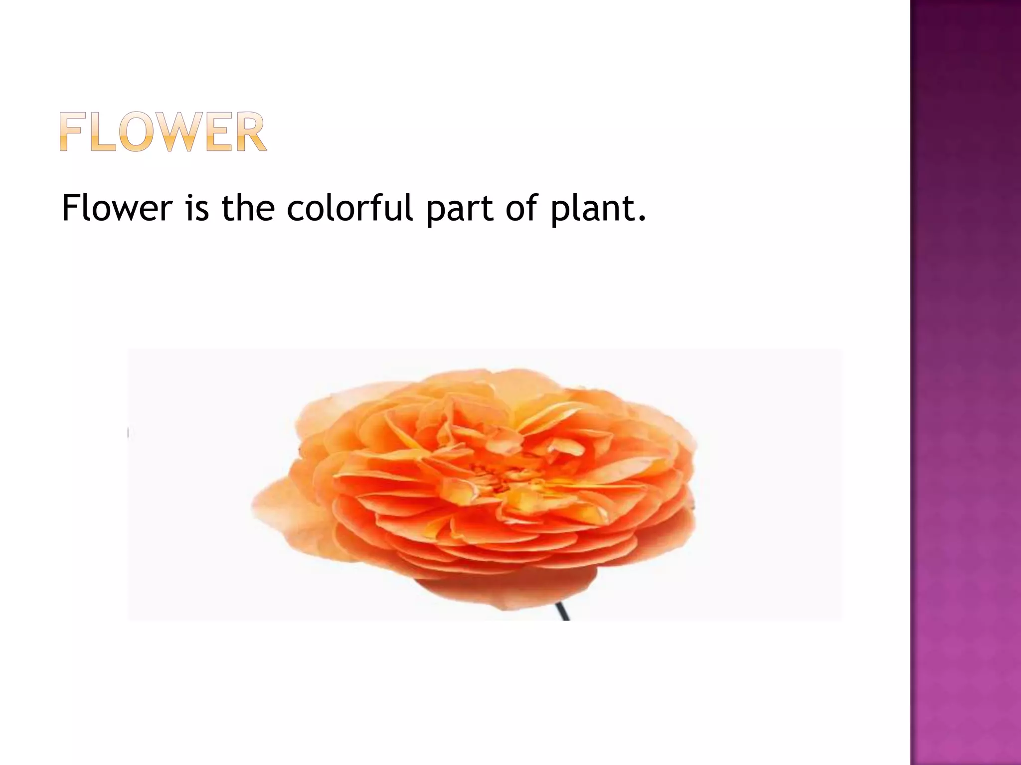 Parts of a plant Sara | PPTX