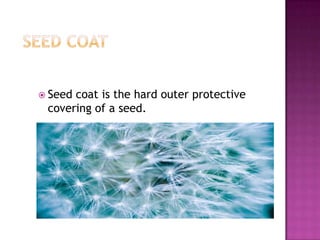 Parts of a plant Sara | PPT