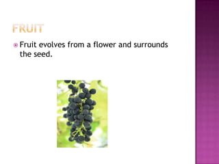 Parts of a plant Sara | PPT