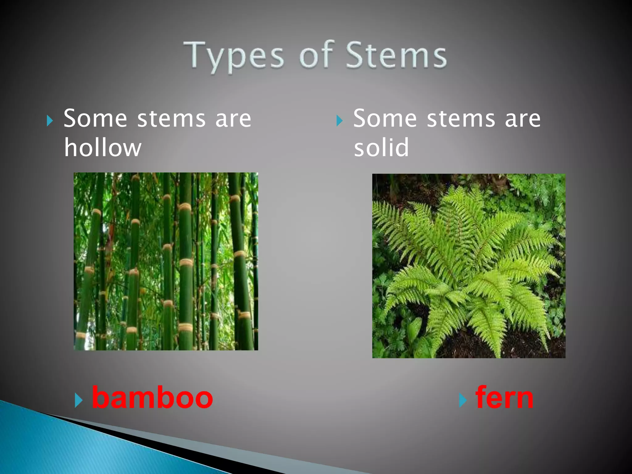 Parts of a plant stems | PPTX