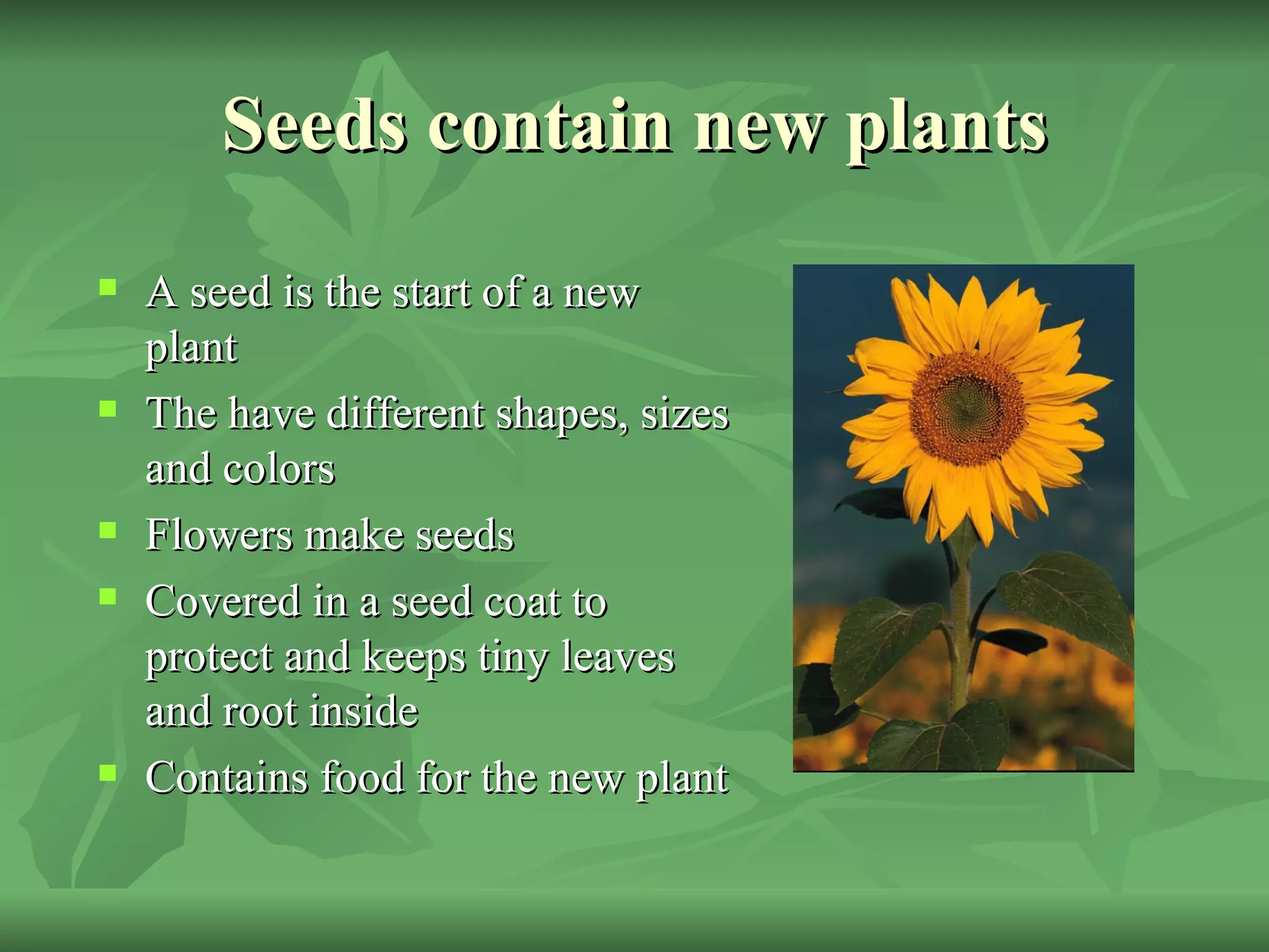 Parts of a plant we eat | PPT