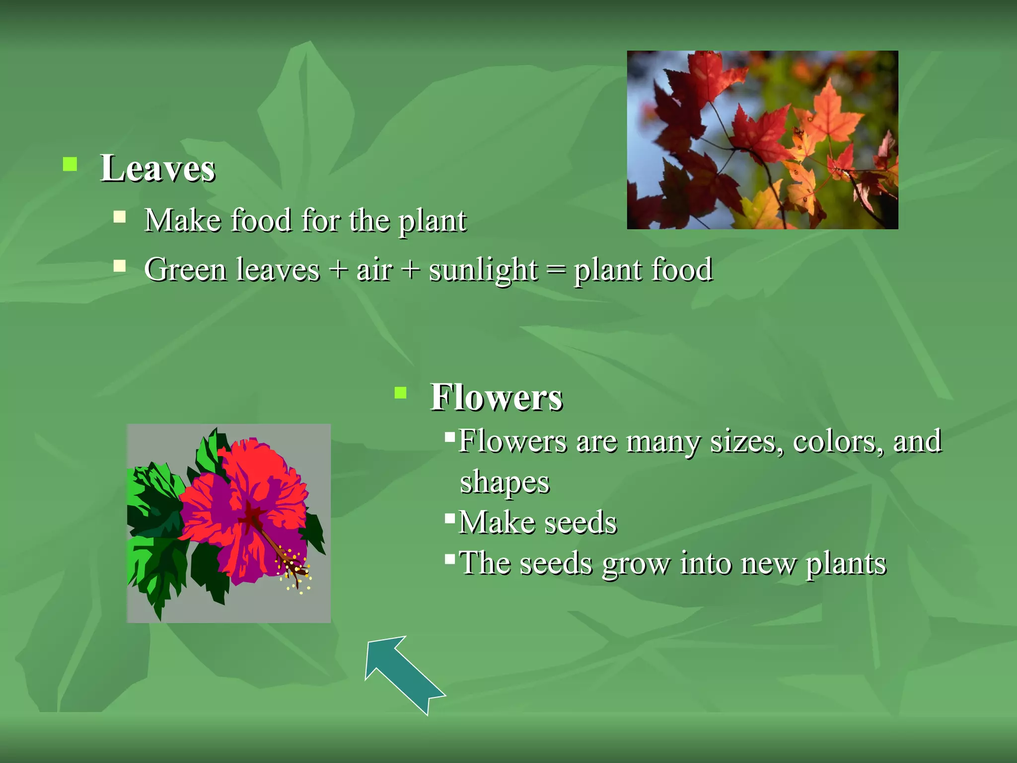 Parts of a plant we eat | PPT