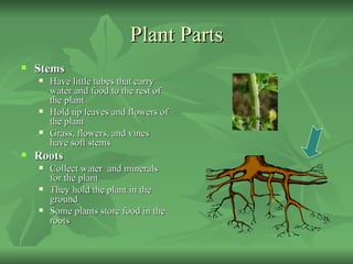 Parts of a plant we eat | PPT