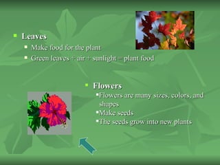 Parts of a plant we eat | PPT