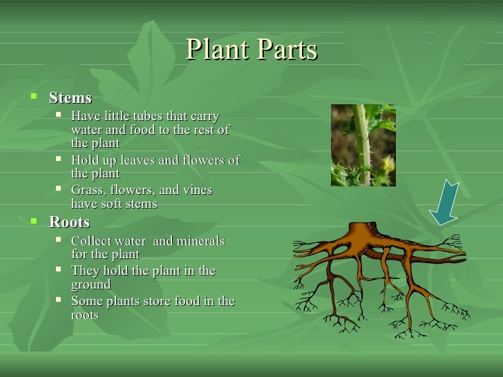 Parts of a plant we eat