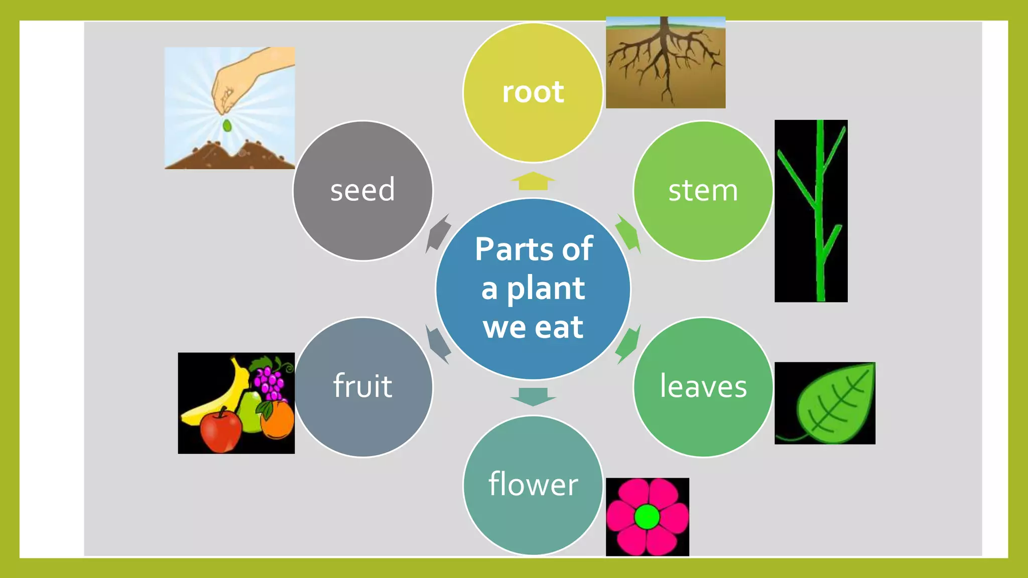 Parts of a plant we eat | PPTX