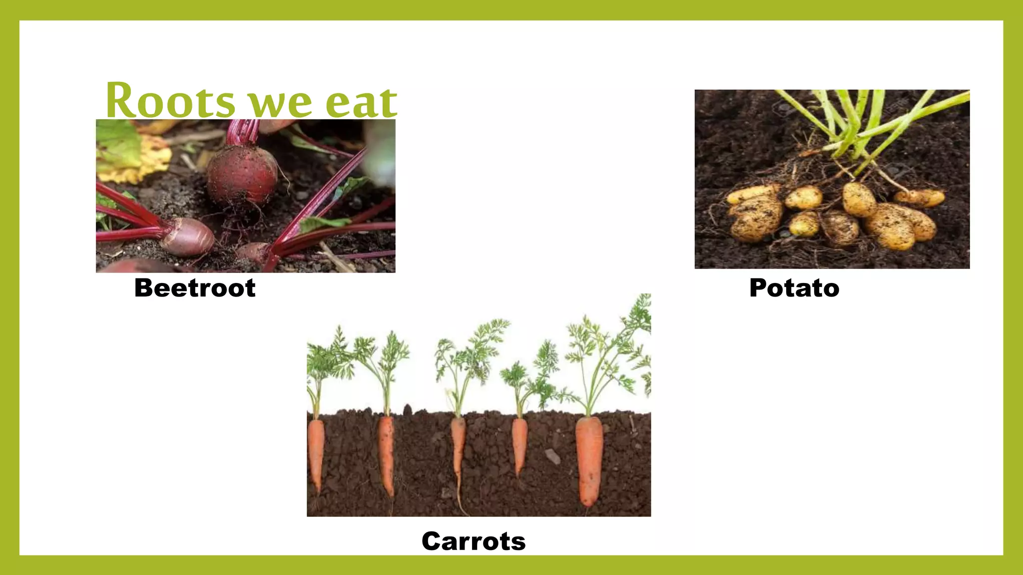 Parts of a plant we eat | PPTX