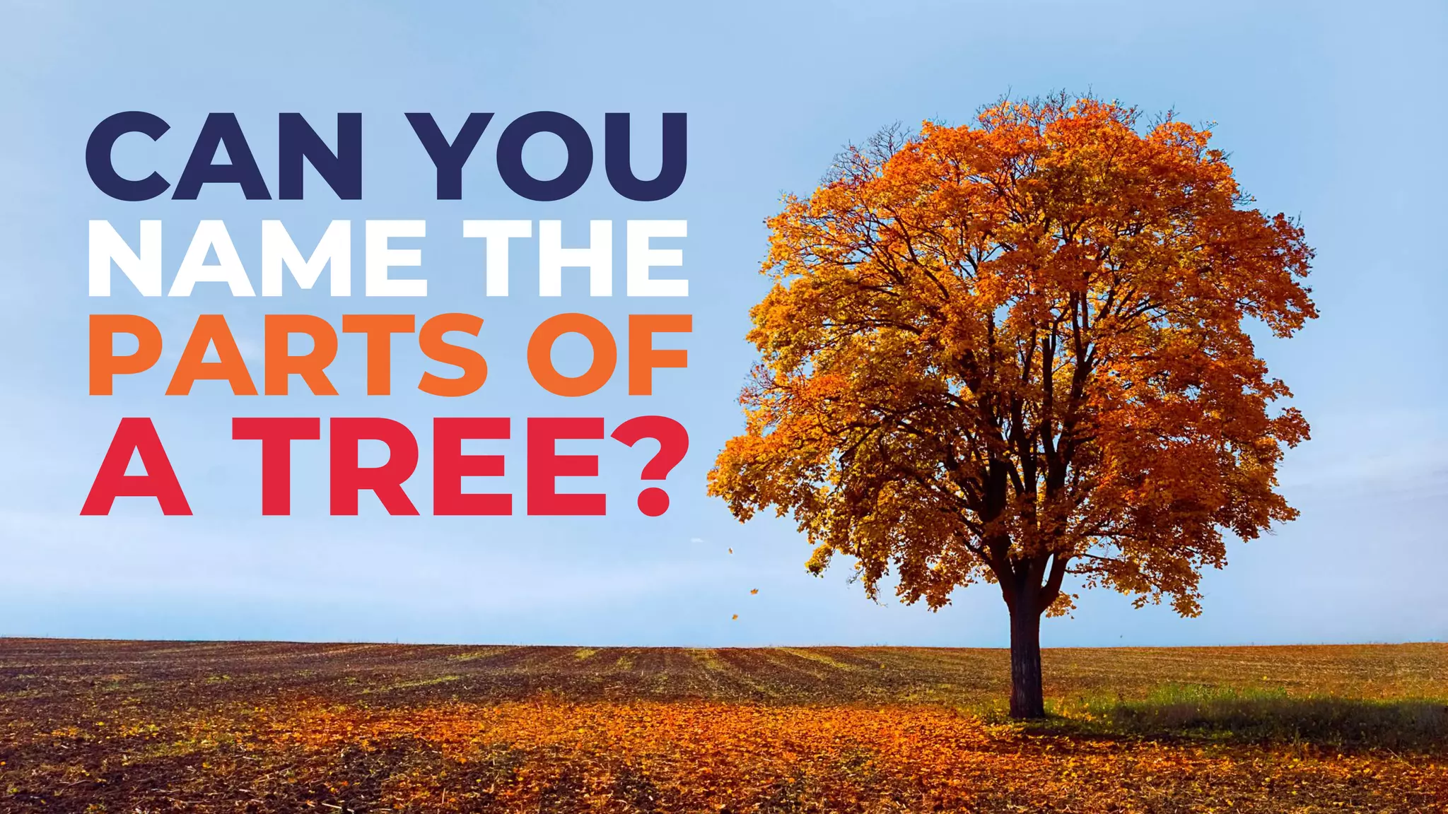 Parts of a tree module slides | PDF