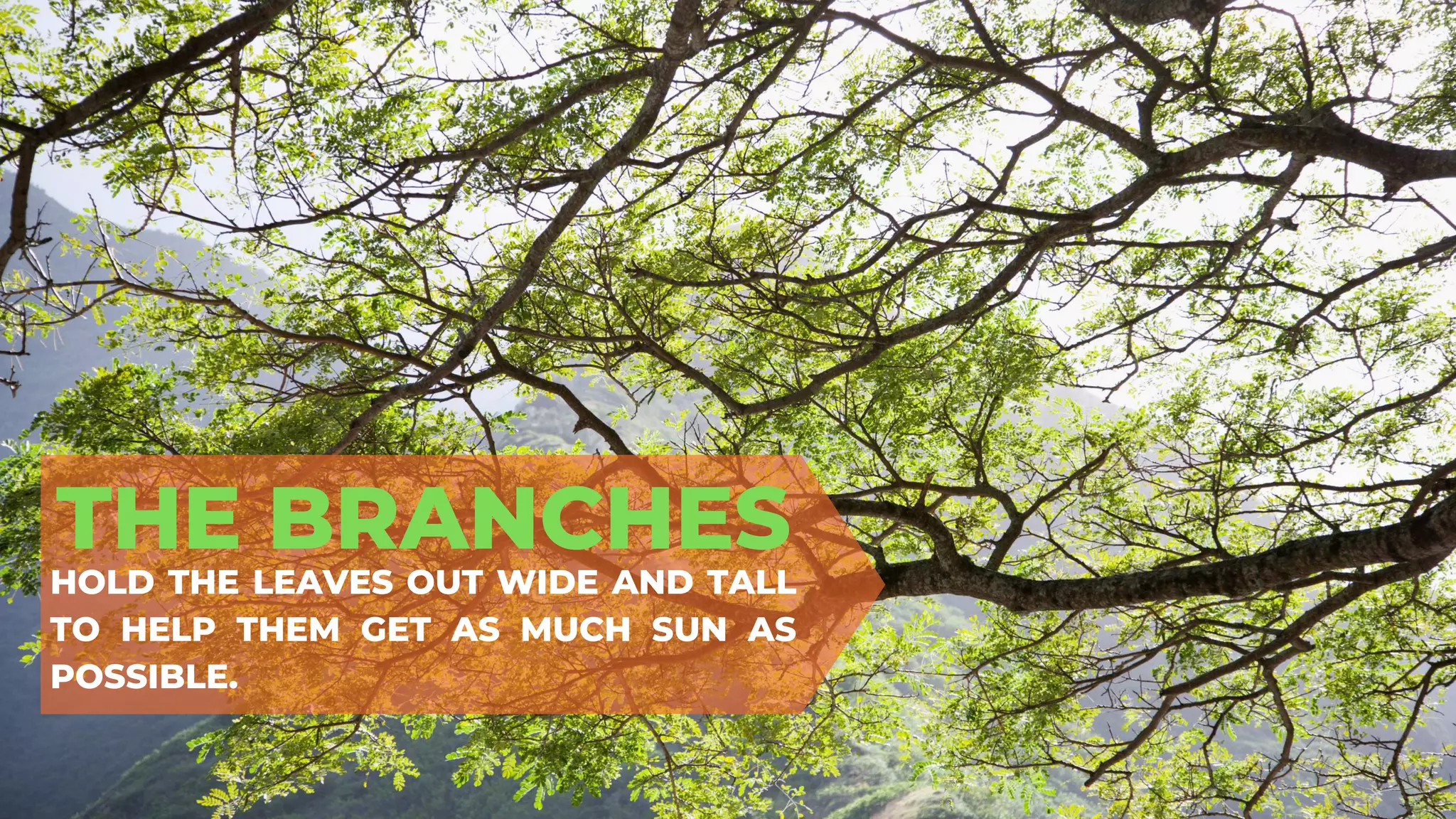 Parts of a tree module slides | PDF