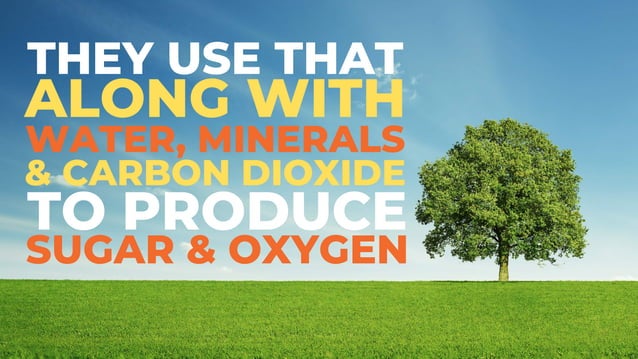 Parts of a tree module slides | PDF | Geology | Science