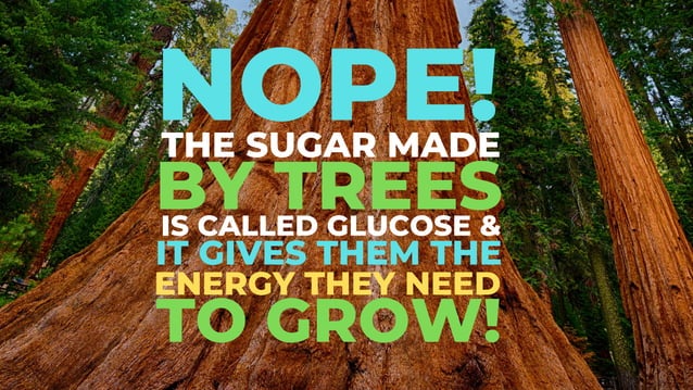 Parts of a tree module slides | PDF | Geology | Science