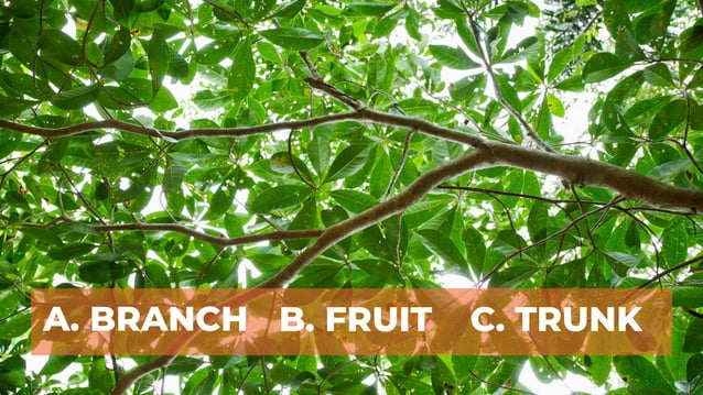 Parts of a tree module slides | PPT