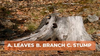 Parts of a tree module slides | PDF