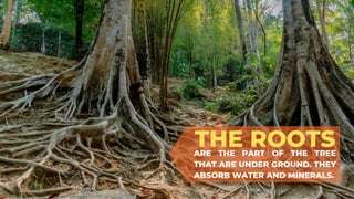 Parts of a tree module slides | PDF