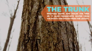 Parts of a tree module slides | PDF