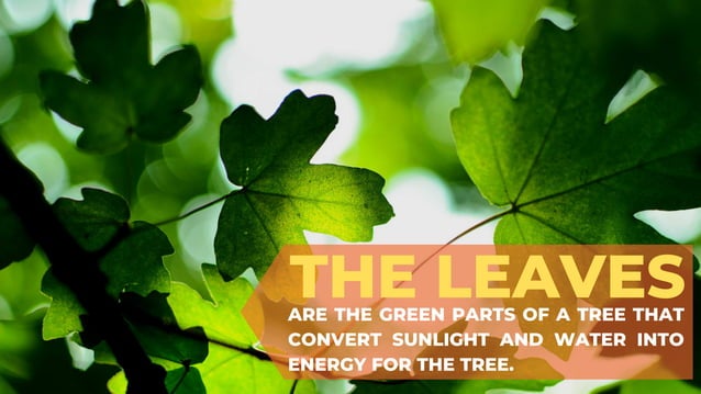 Parts of a tree module slides | PDF | Geology | Science