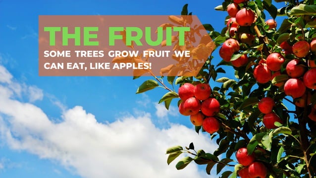 Parts of a tree module slides | PDF | Geology | Science