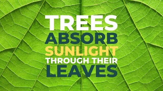 Parts of a tree module slides | PDF | Geology | Science