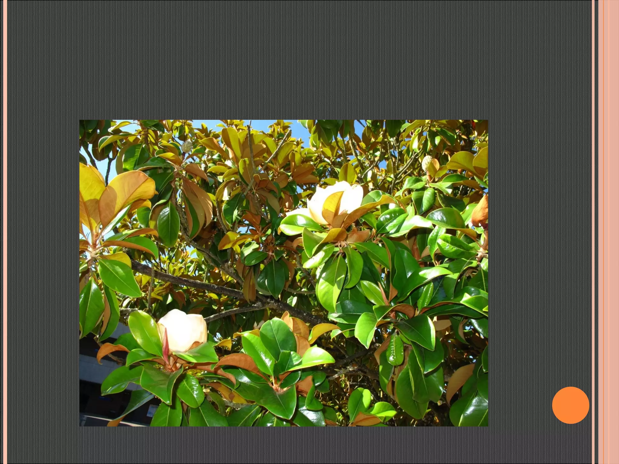 Parts Of A Whole | PPT