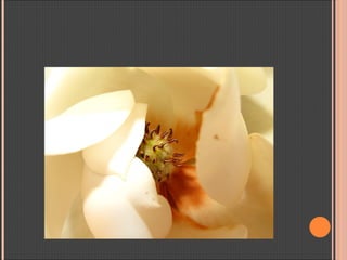 Parts Of A Whole | PPT