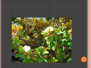 Parts Of A Whole | PPT