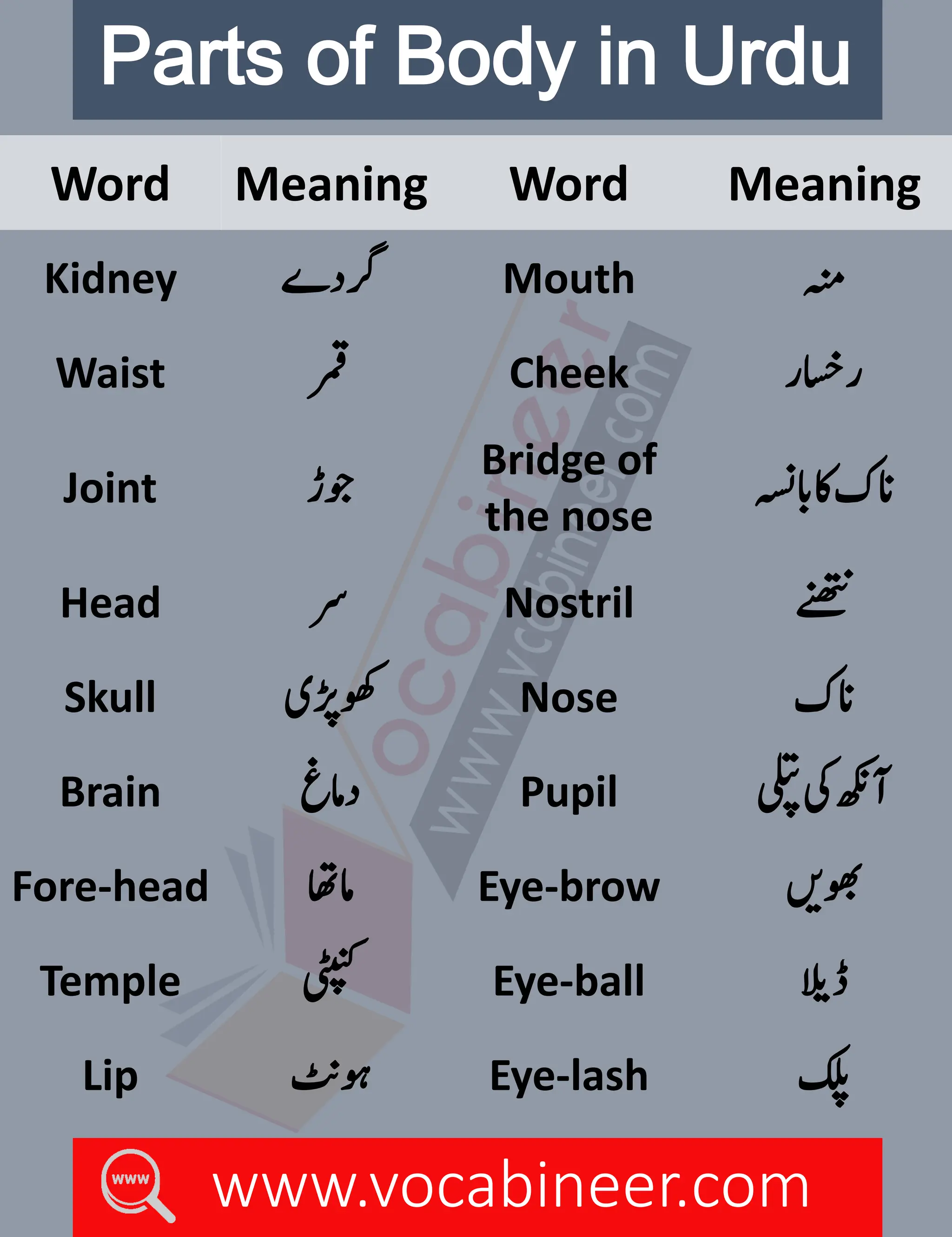 Parts of Body Vocabineer.com-1.pdfenglish .learn English.urdu to ...