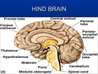 Parts of brain | PPT