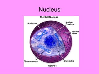 Parts of cell | PPT