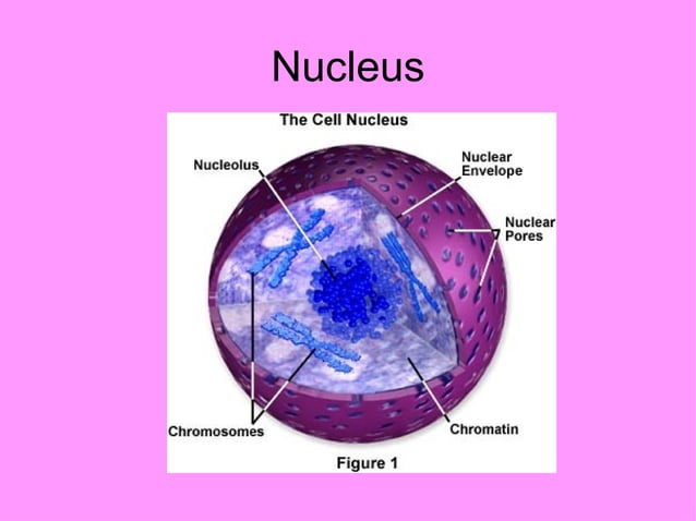 Parts of cell | PPT