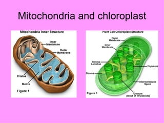 Parts of cell | PPT