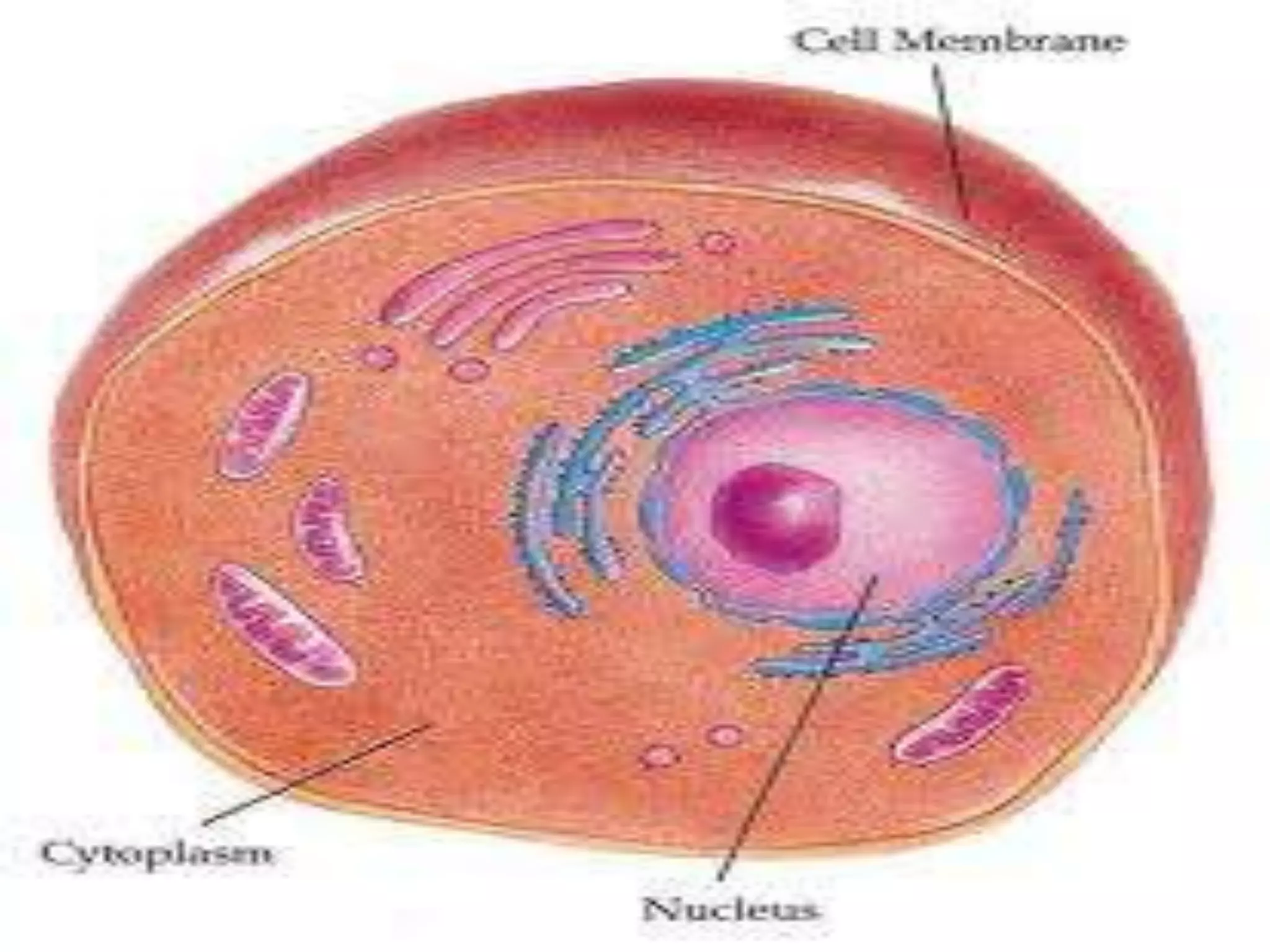 Parts of cell and their functions | PPTX