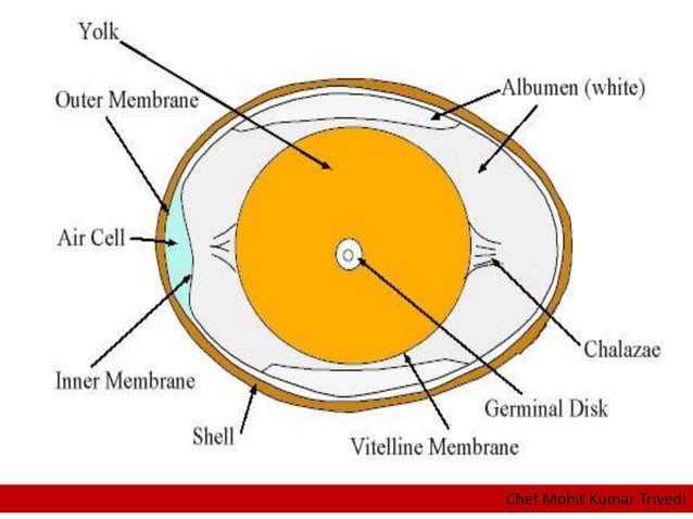 Parts of egg ppt chef mohit | PPT